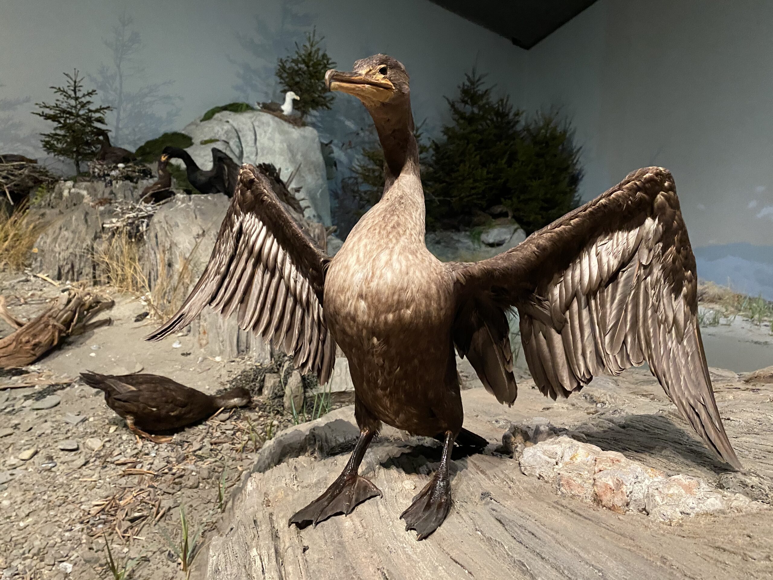 Exploring Exhibits & Objects up Close: Back to Nature Exhibit - Maine ...