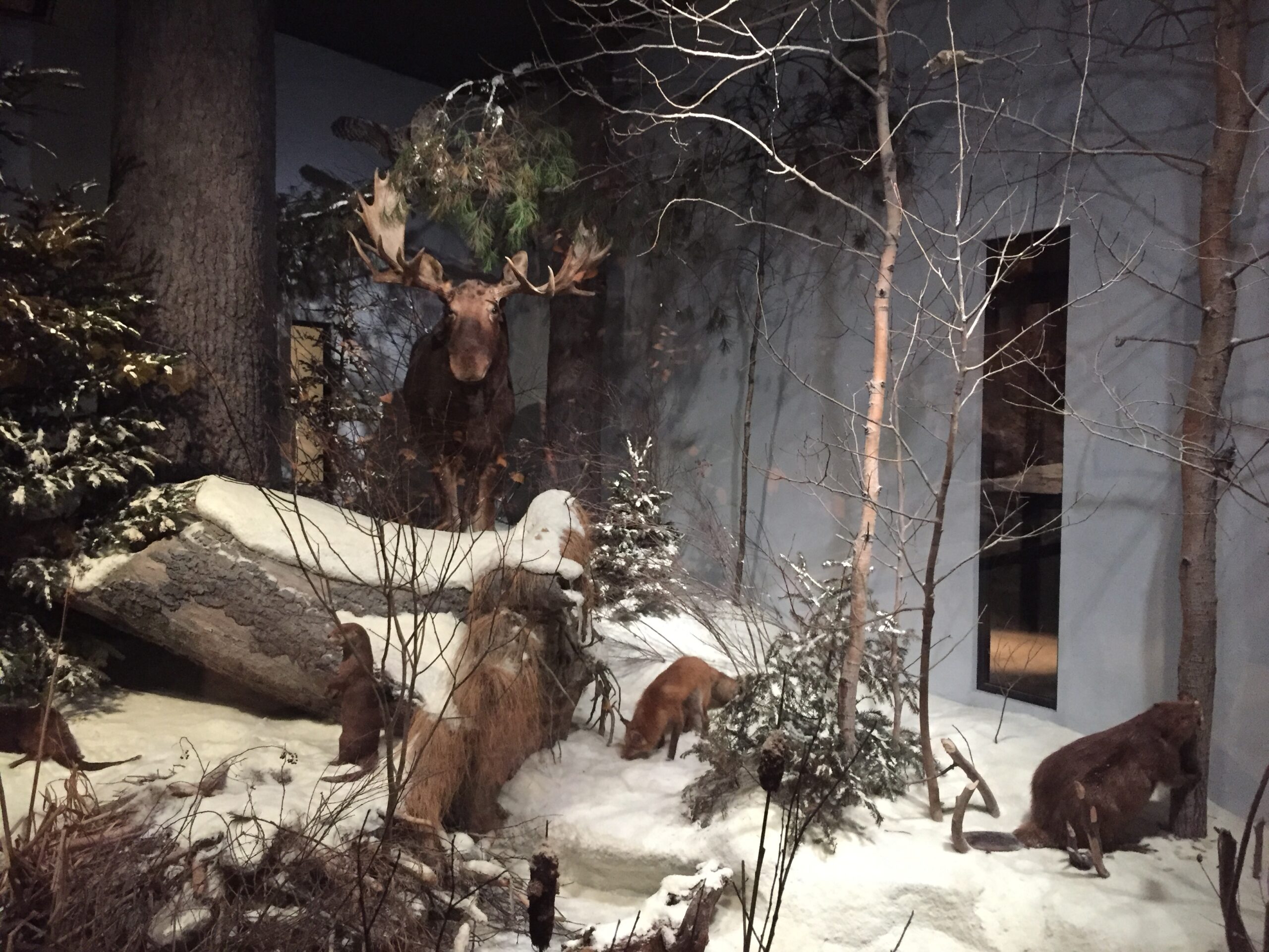 Exploring Exhibits & Objects up Close: Back to Nature Exhibit - Maine ...