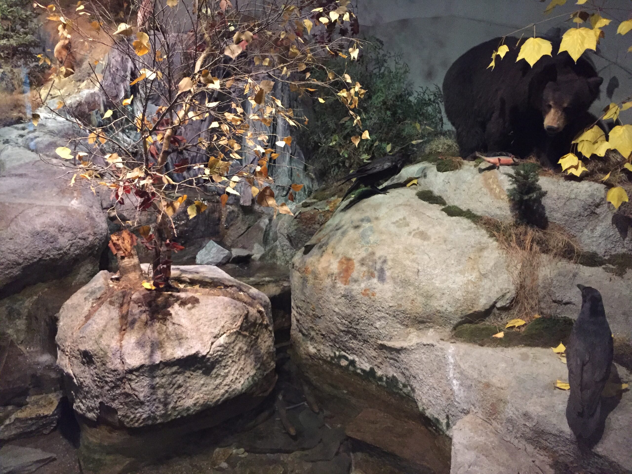 Exploring Exhibits & Objects up Close: Back to Nature Exhibit - Maine ...