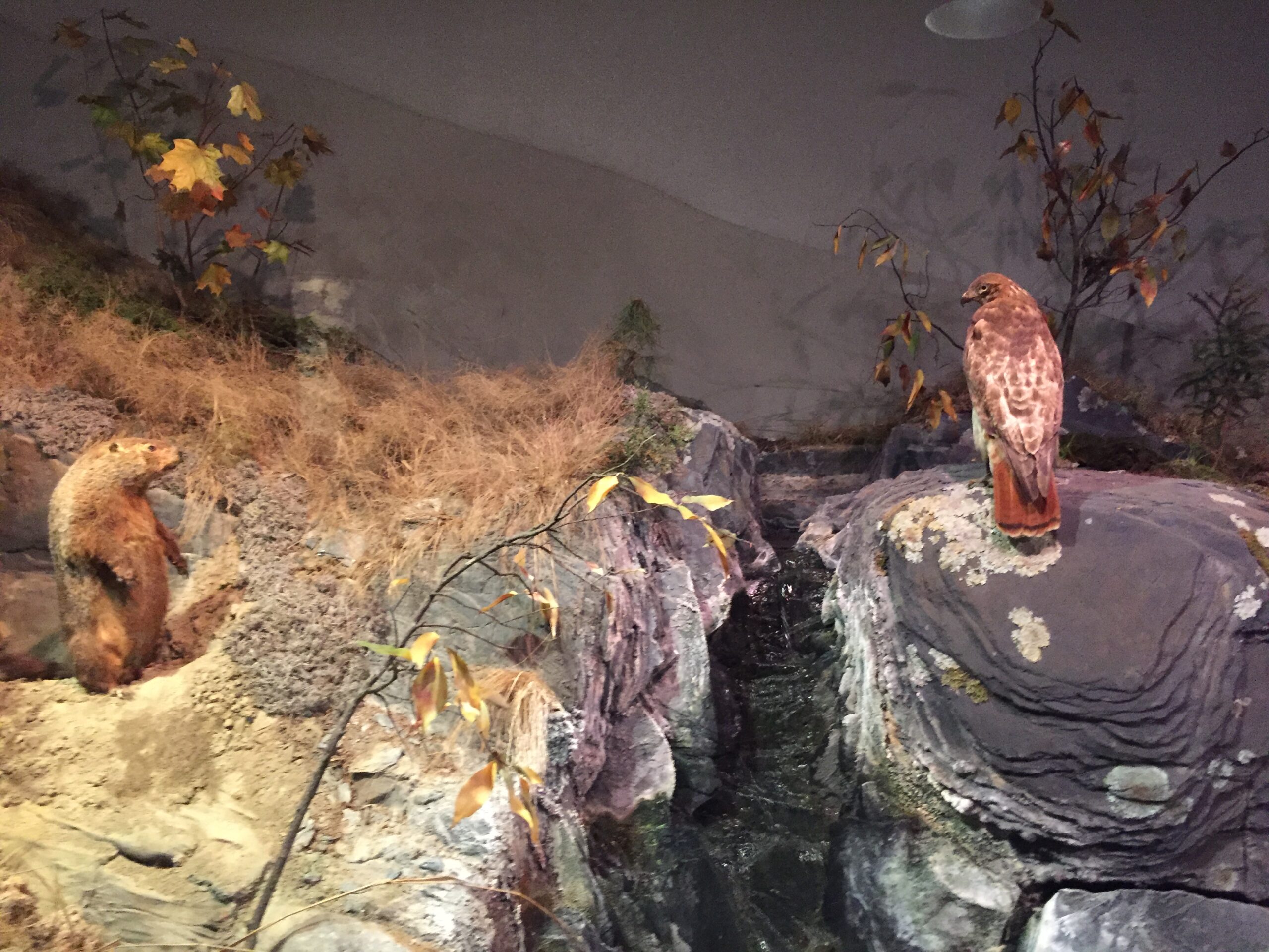 Exploring Exhibits & Objects up Close: Back to Nature Exhibit - Maine ...