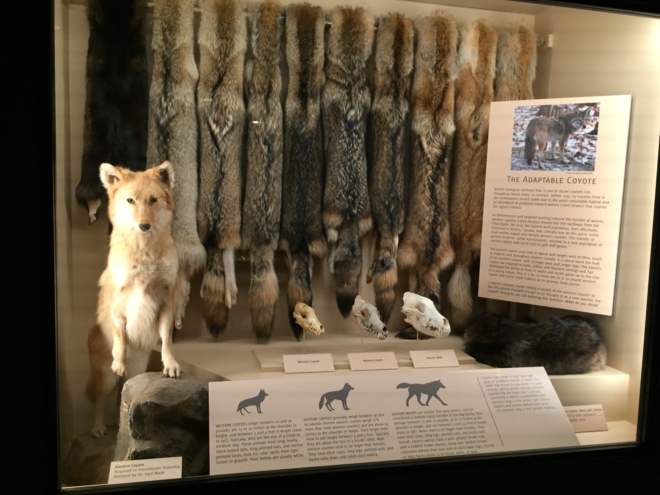 Exploring Exhibits & Objects up Close: Back to Nature Exhibit - Maine ...
