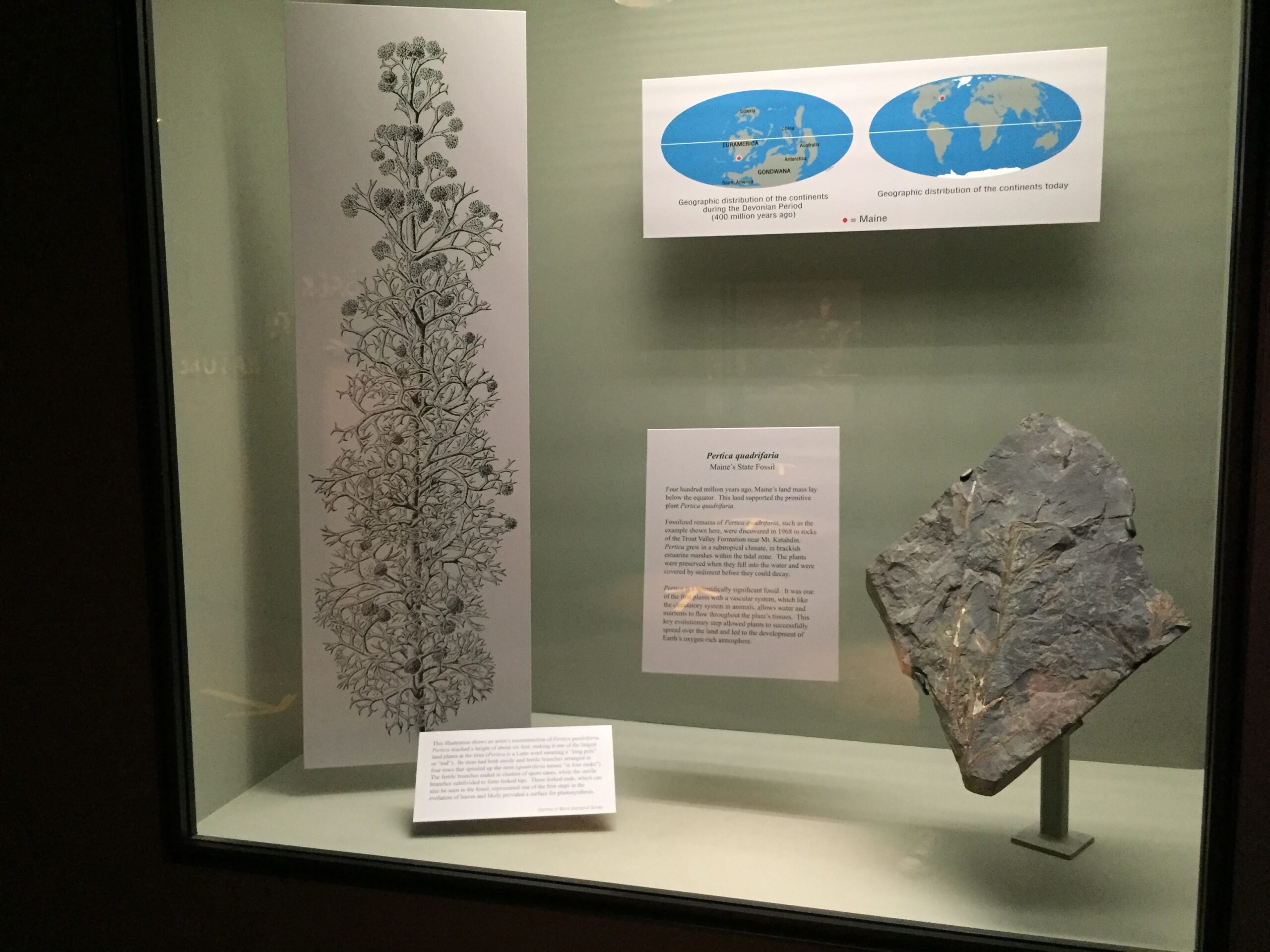 Exploring Exhibits & Objects up Close: Back to Nature Exhibit - Maine ...