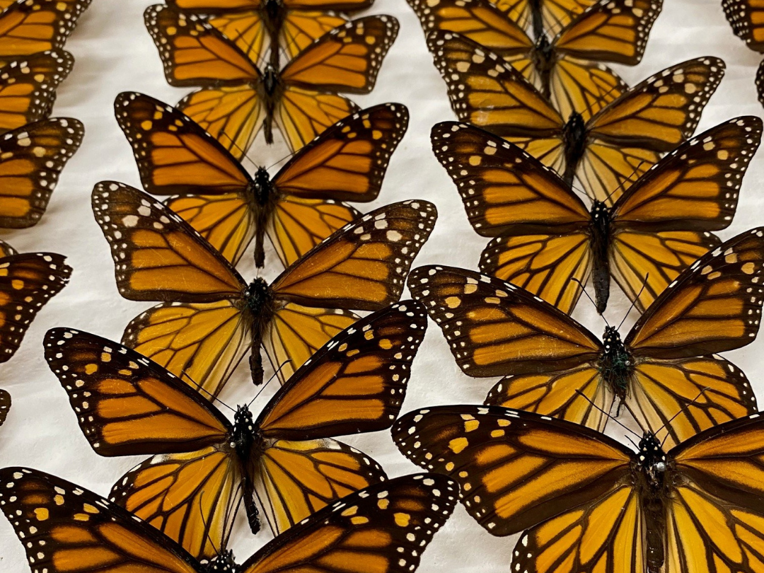 Science Collections - Maine State Museum